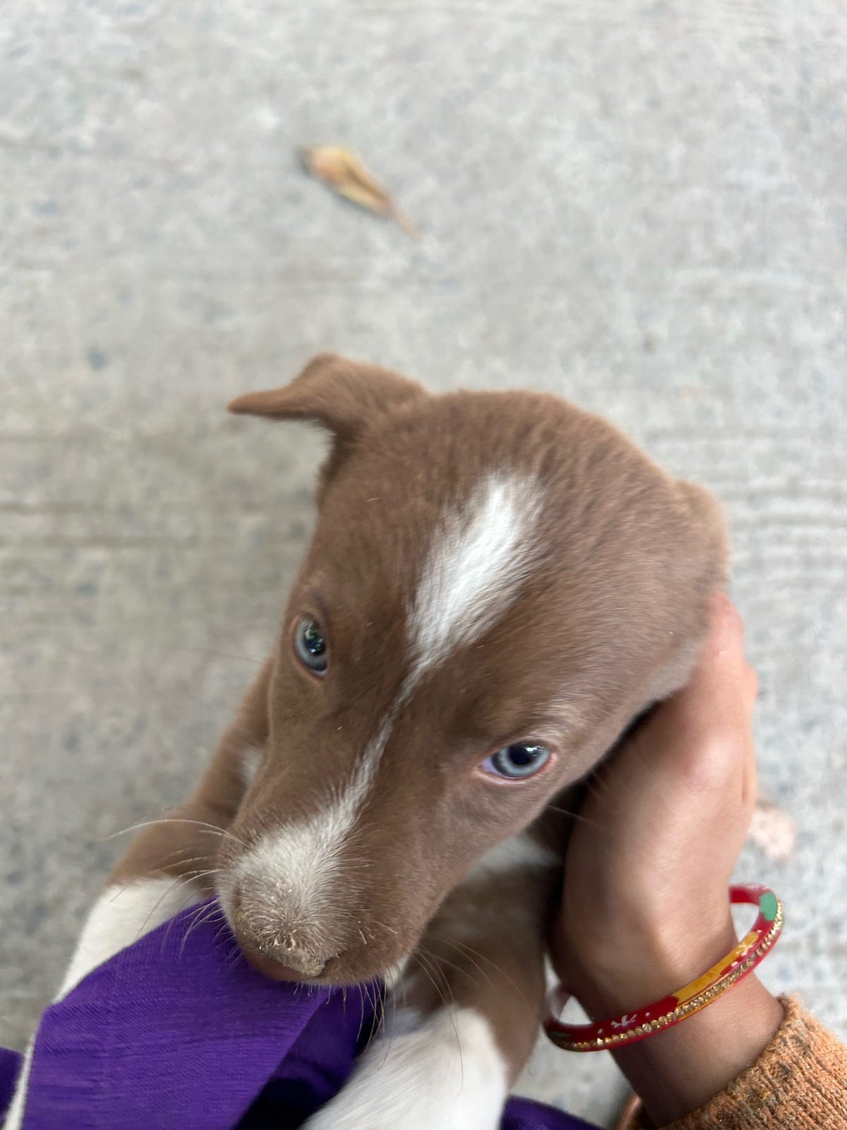 Goodbye, My Dear Friend by Apeksha Apte | No Time