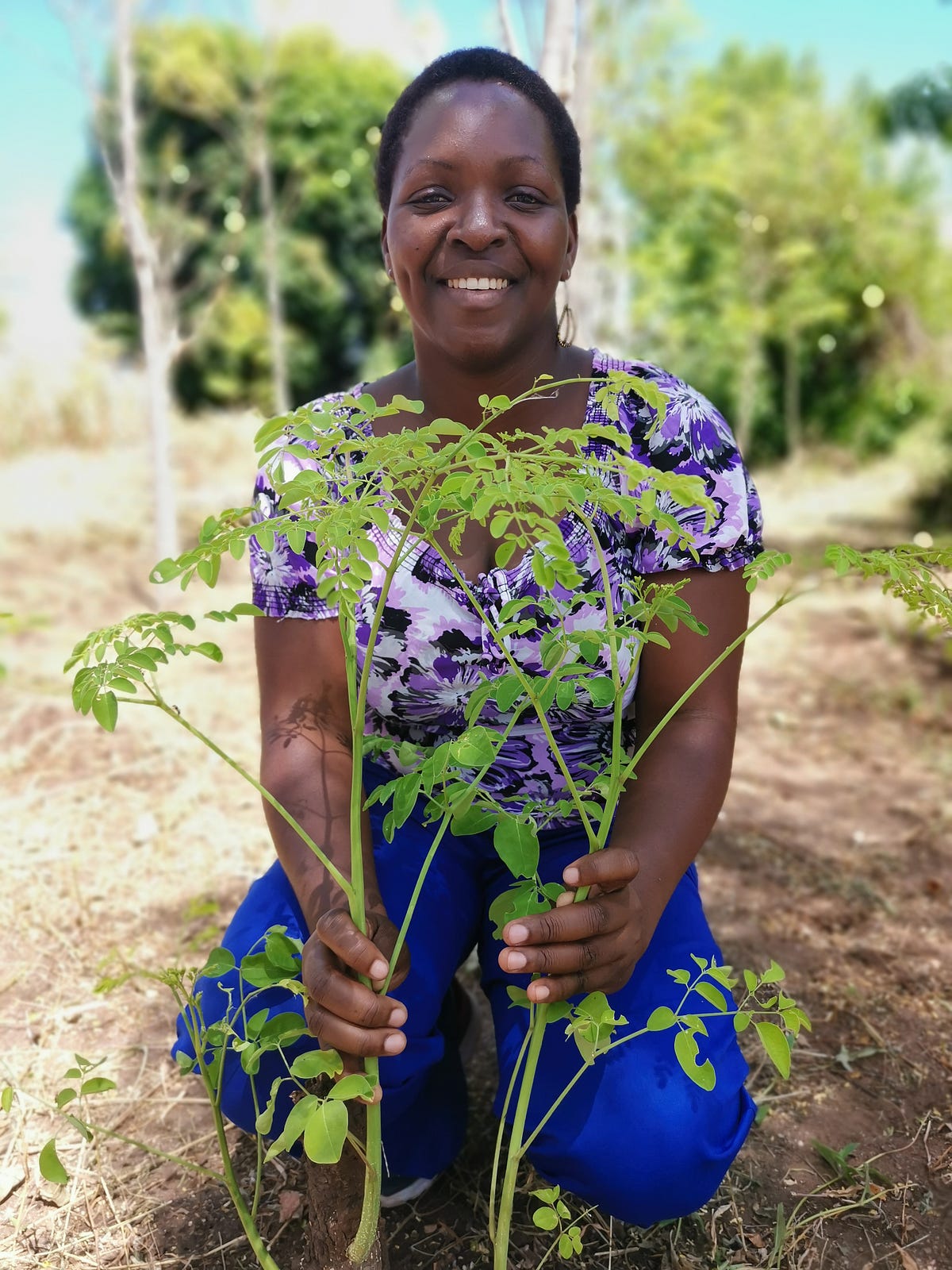Inspired by the Moringa Tree. MCHF support is helping a small… | by ...