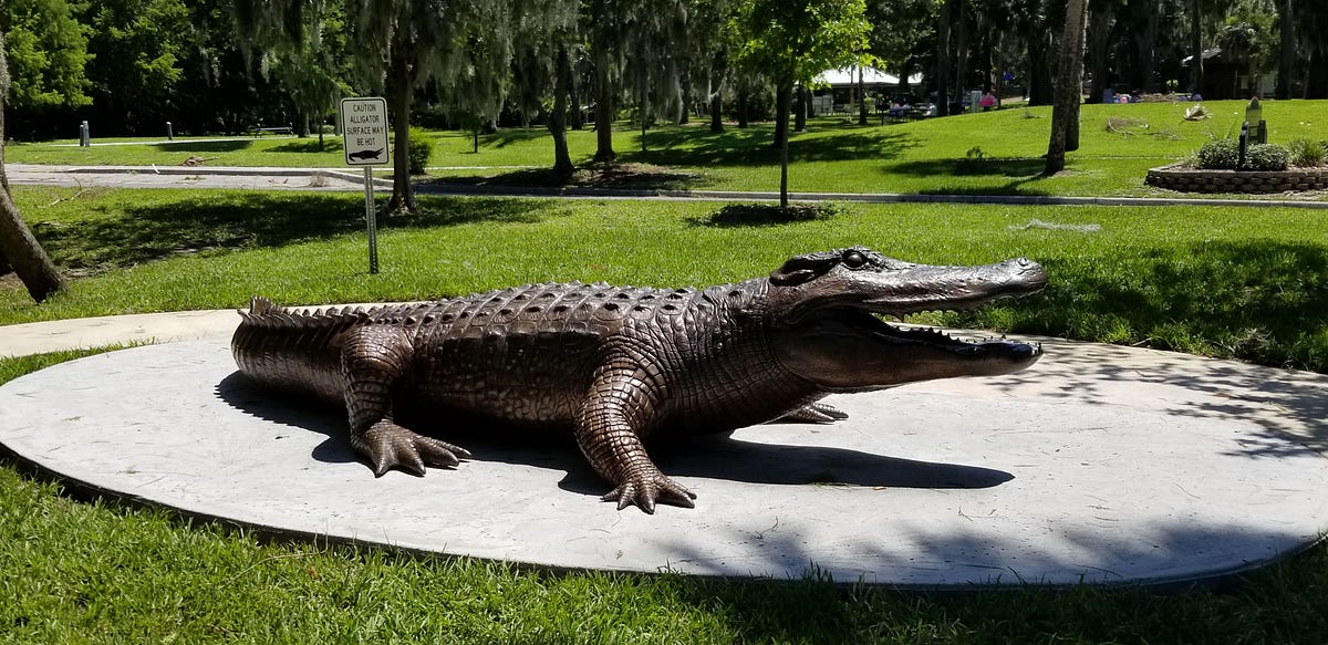 Old Joe and His Offspring. Gators of Lake Dora | by Dennett | SNAPSHOTS ...