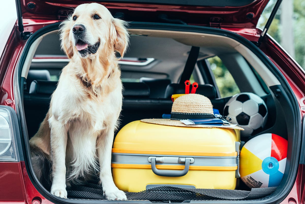 Jet-Set Pets: Essential Accessories for Traveling Tails with RGV Pet ...