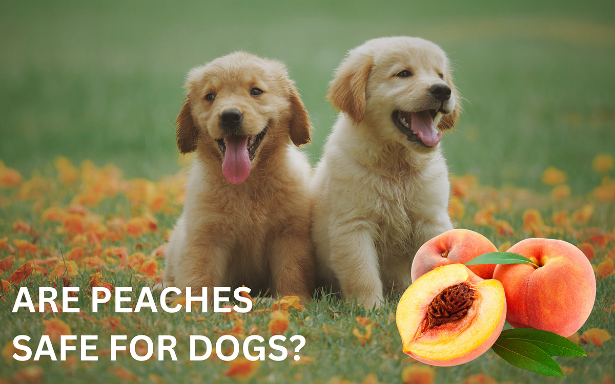 Can Dogs Eat Peaches? Everything Pet Parents Need to Know | by Josef ...