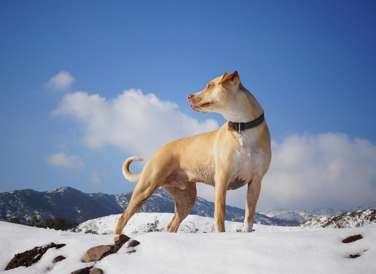 Help Us Find (But More Importantly, Do Not Approach) Our Missing Dog ...