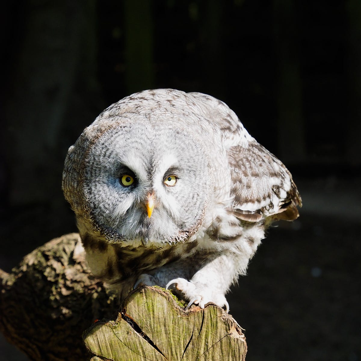 Great Grey Owl Ready to Fly - SNAPSHOTS - Medium