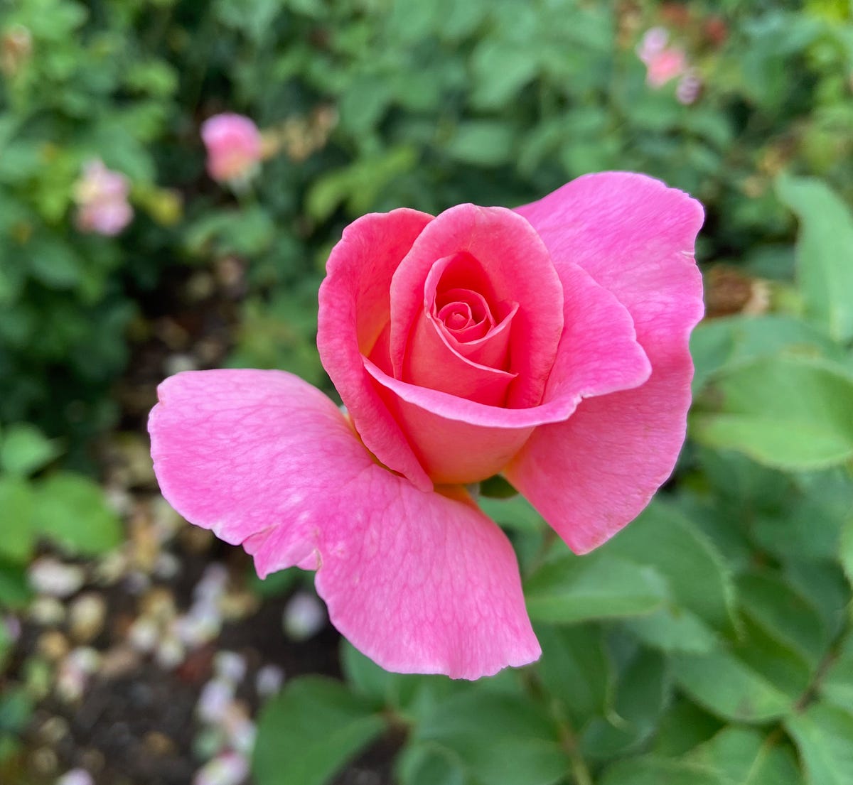 A cloud of pink - Bruce Black - Medium