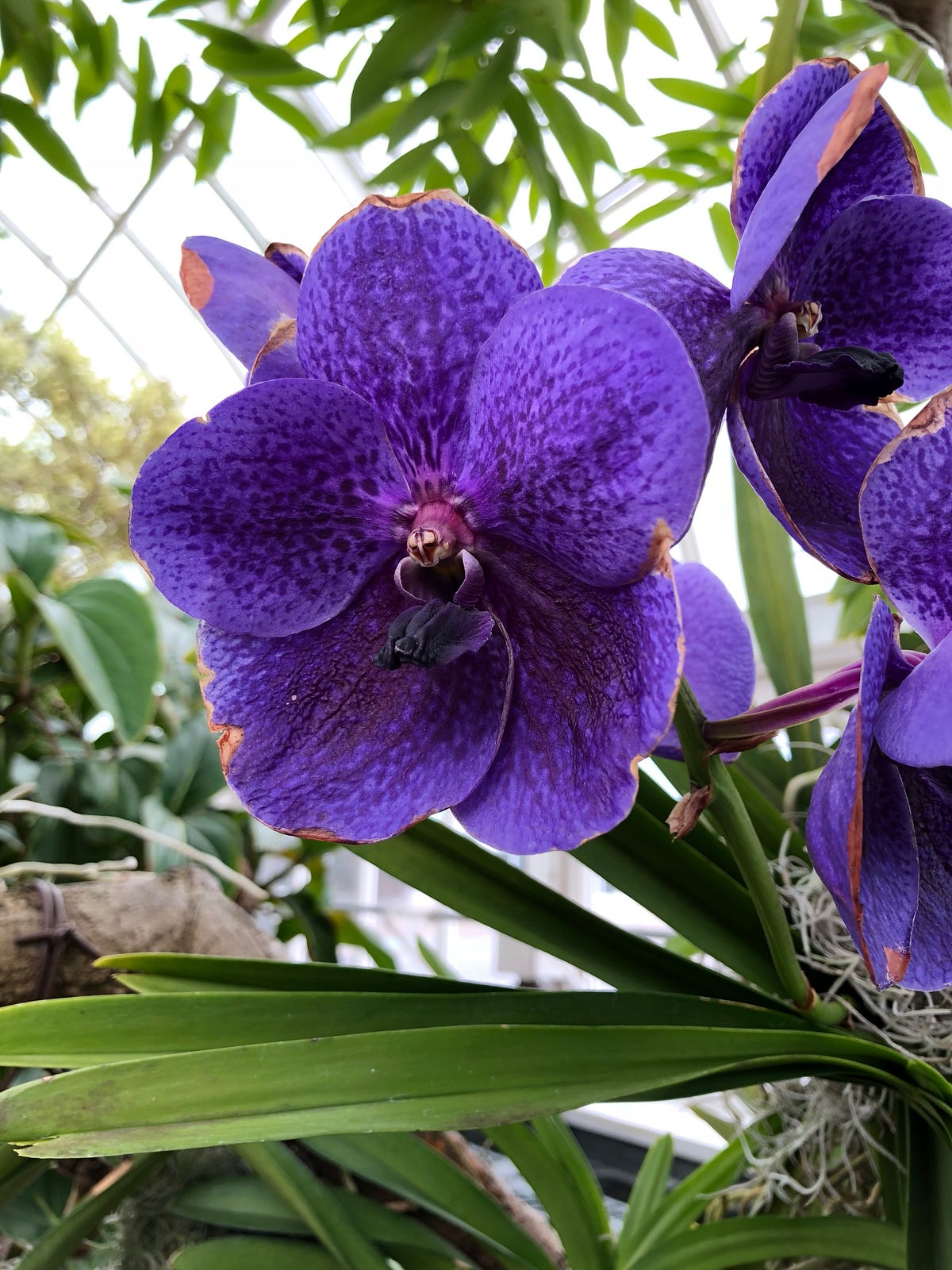 Garden. It was a sweet, brisk day in April. | by Lauren J. Butler | Medium