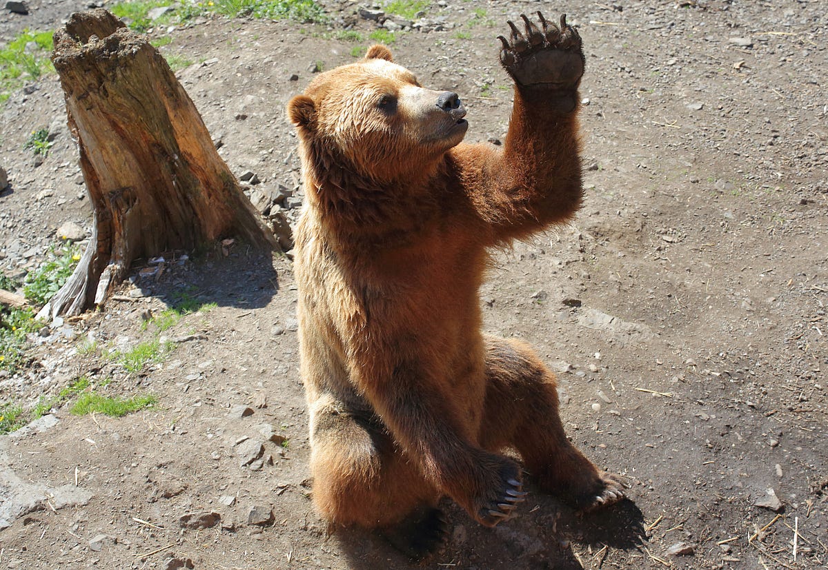 5 Questions and 5 Answers…Well, Sort of | by Jennifer McDougall ...