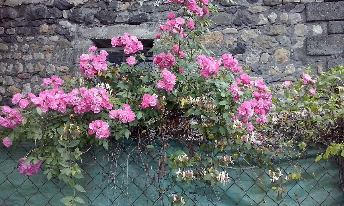 Mathematical Programming in Python with DOcplex | by Hilal YILMAZ | Jun, 2022 | Medium | Medium