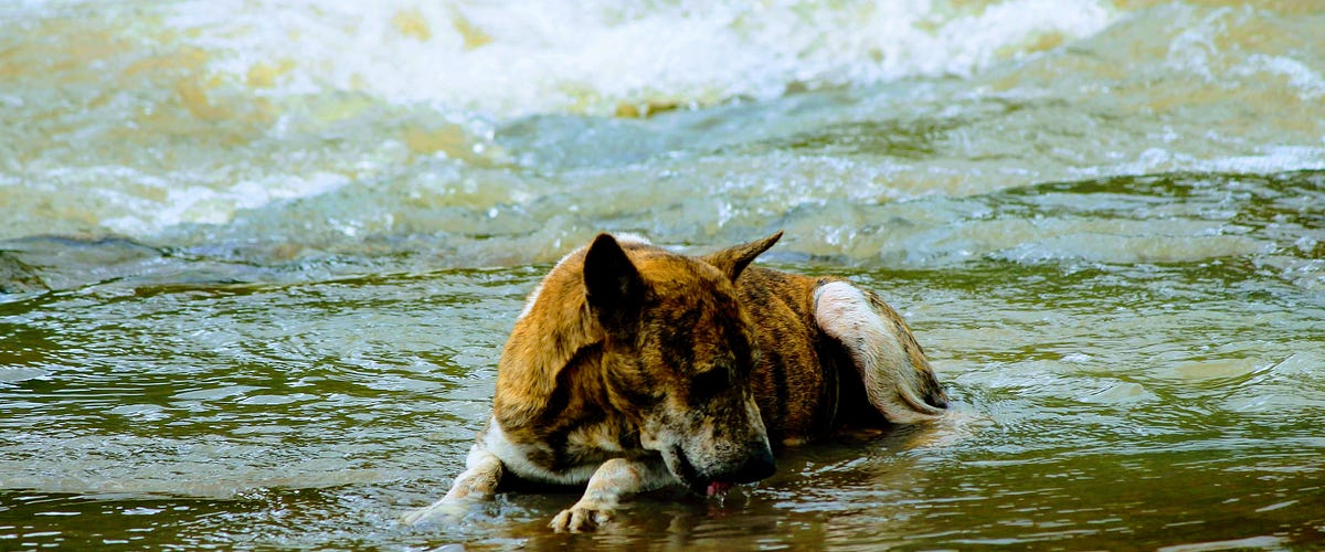 Guard Dog. Poem by Ricky Ray | by Coil Poetry | The Coil | Medium