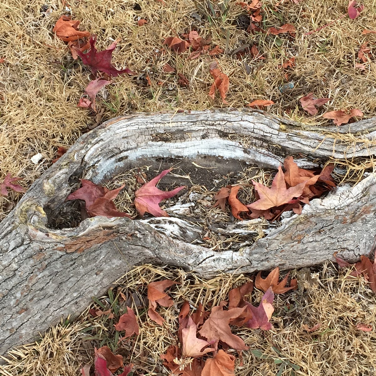 As Dead Leaves Fall. The tree does not weep as dead leaves… | by ...