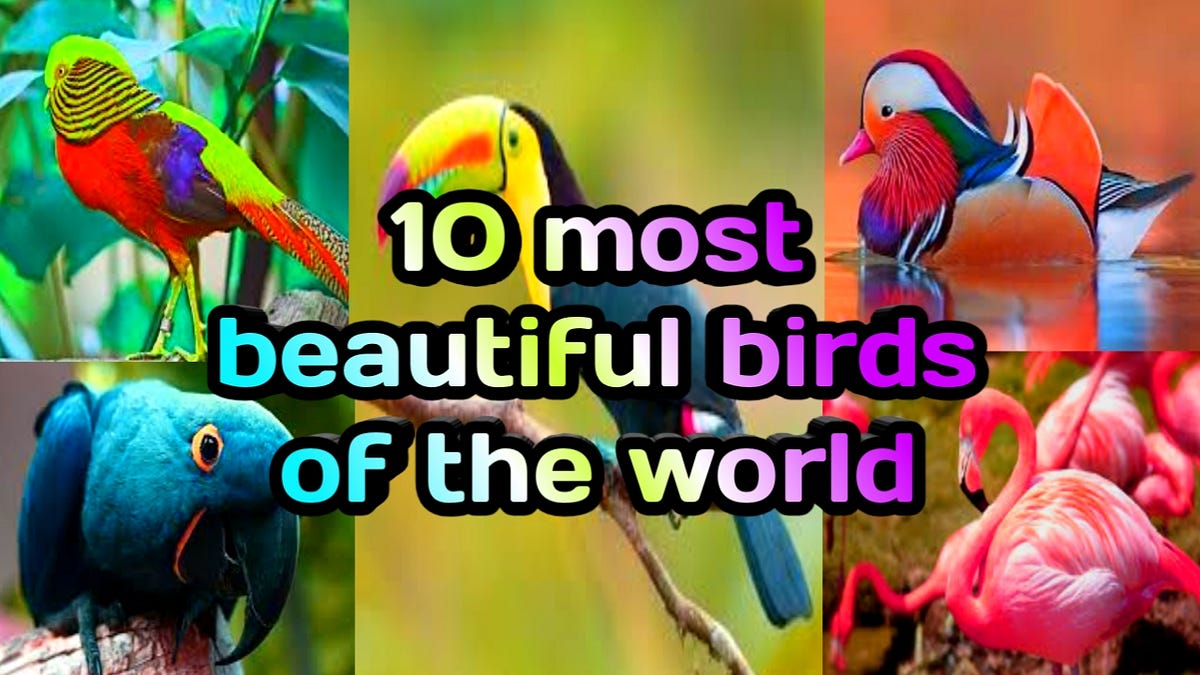 Most Beautiful Birds Of The World