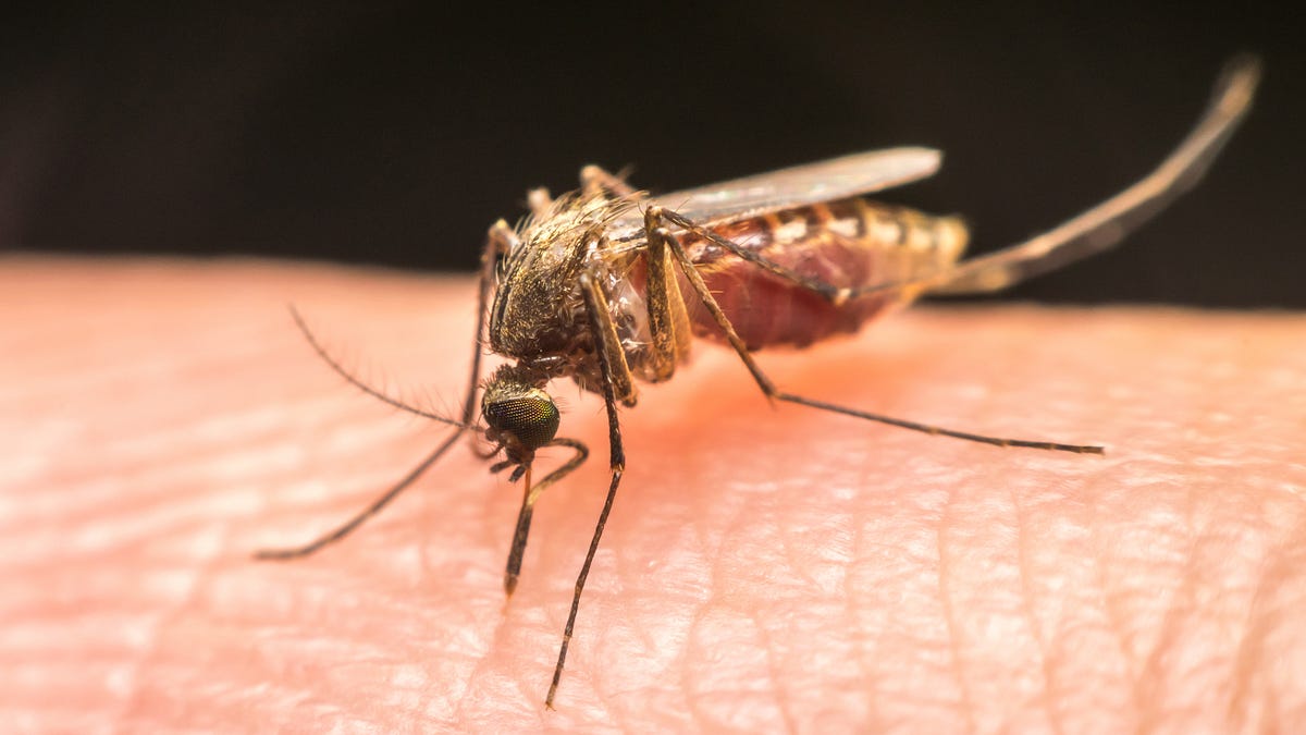 What Do Mosquitoes Really Eat? | ILLUMINATION
