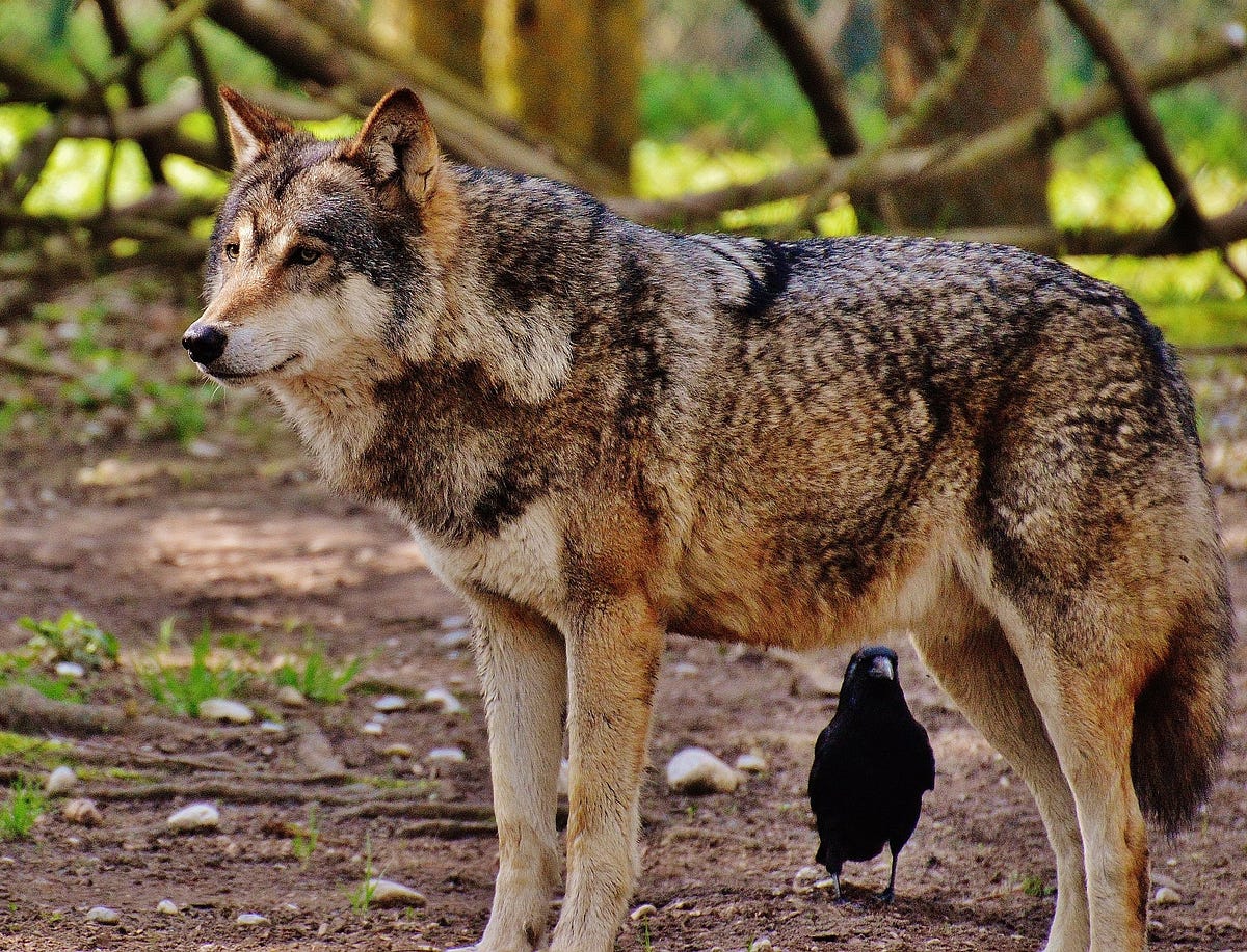 Wolves & Ravens: An Unlikely Bond | by Kellianne Matthews | Medium