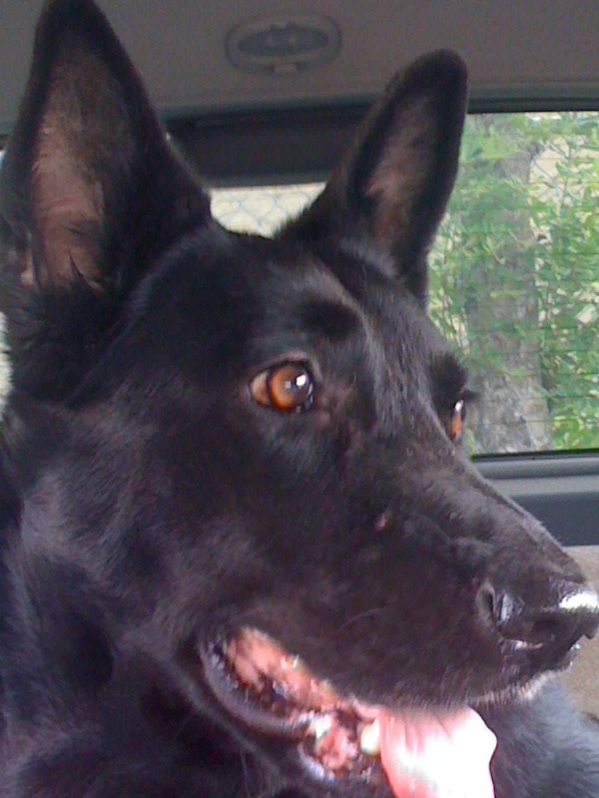 An eulogy to my departed dog, Bita who'll forever be. | Bouncin’ and ...