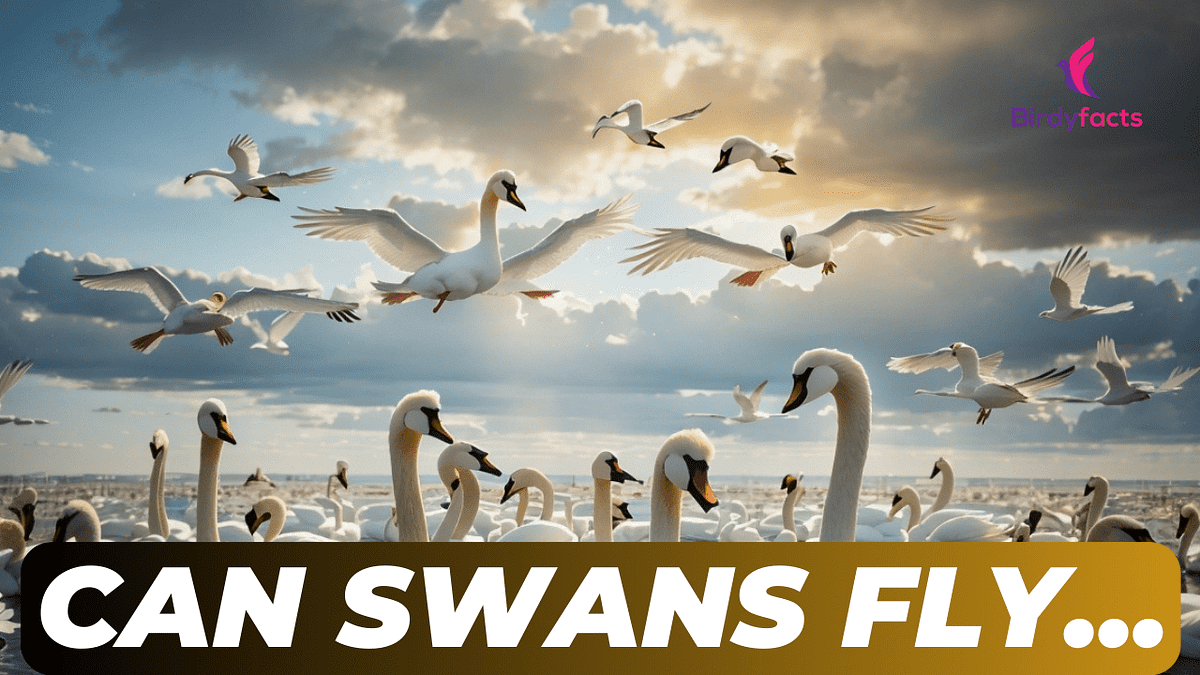 Can Swans Fly? What You Need to Know! - Birdyfacts - Medium