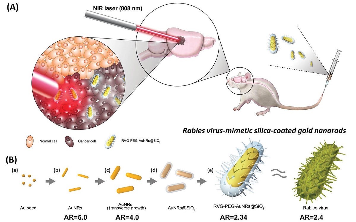 Rabies Virus Cell