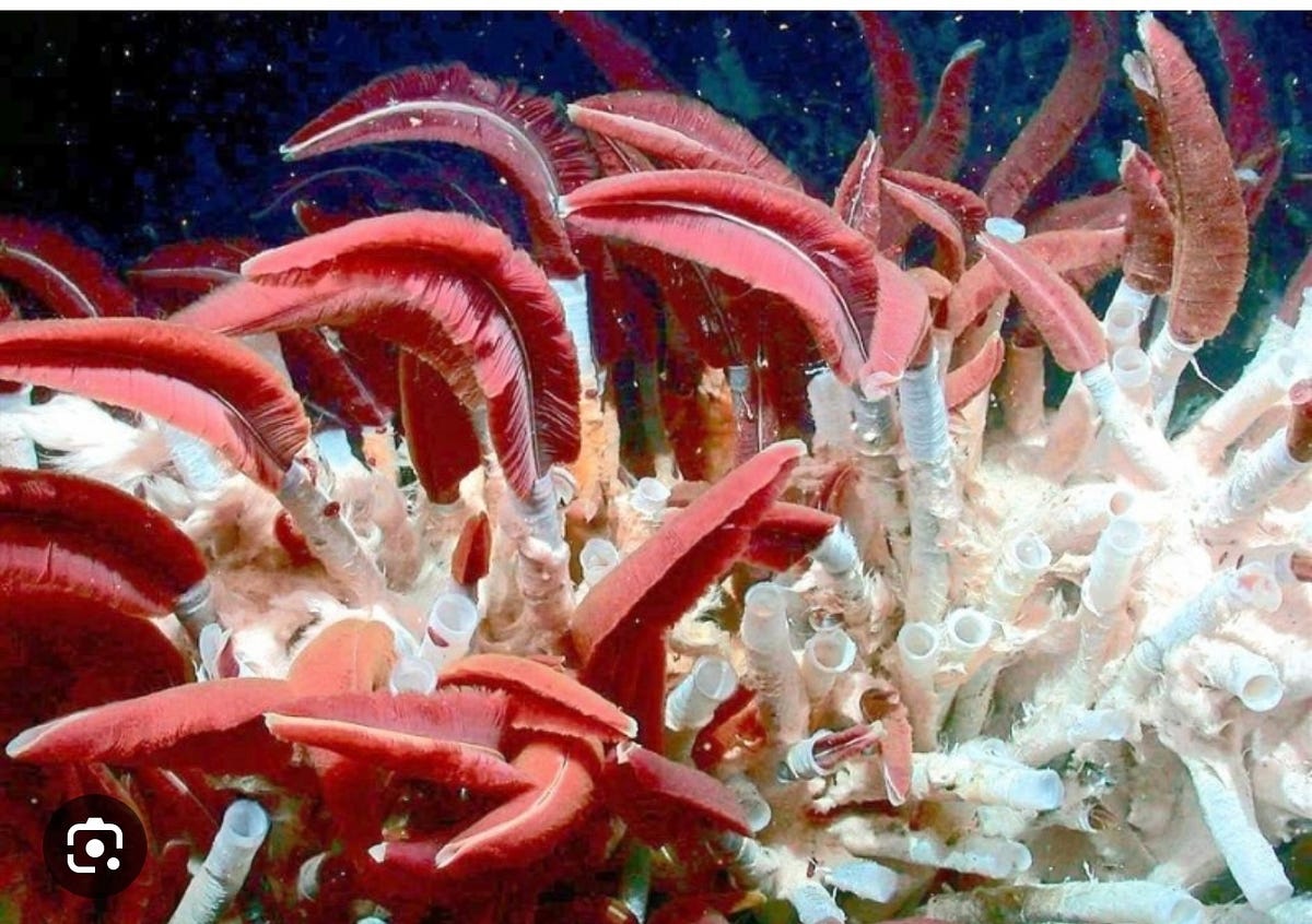 Giant tube worms, also known as Riftia pachyptila, are fascinating deep ...