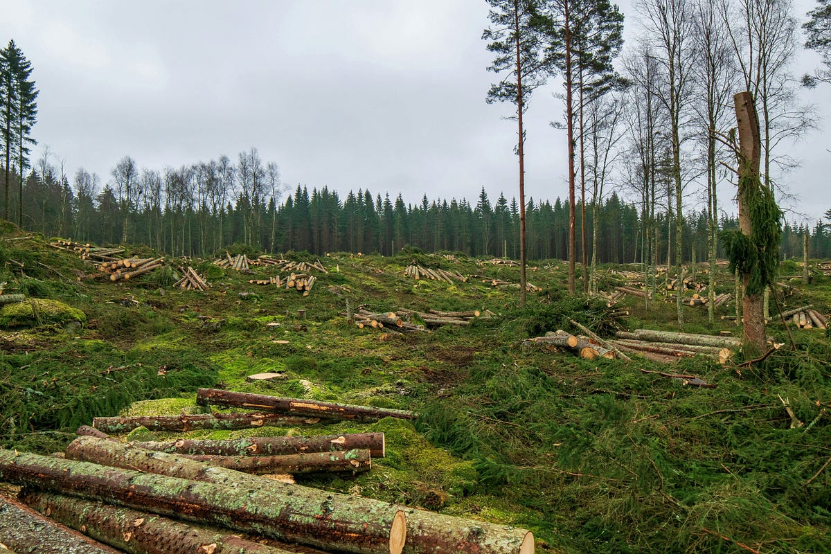 Toilet Paper vs Water: Environmental Impact Guide | by Daniel Gagarin ...