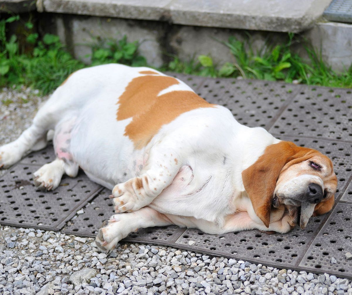 Should I Be Concerned About My Overweight Dog? | by Shelley Wenger ...