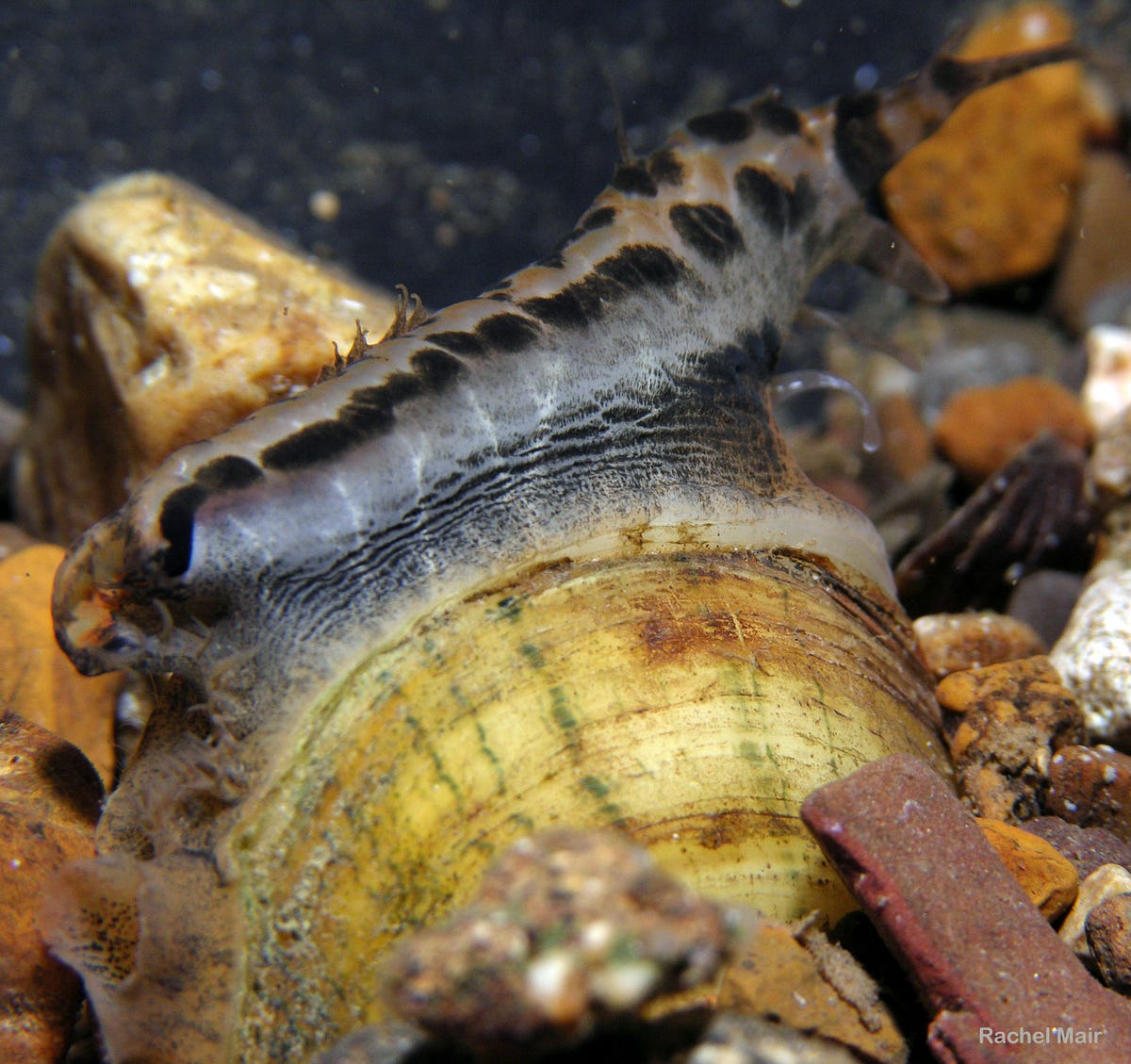 Freshwater Mussel Lures
