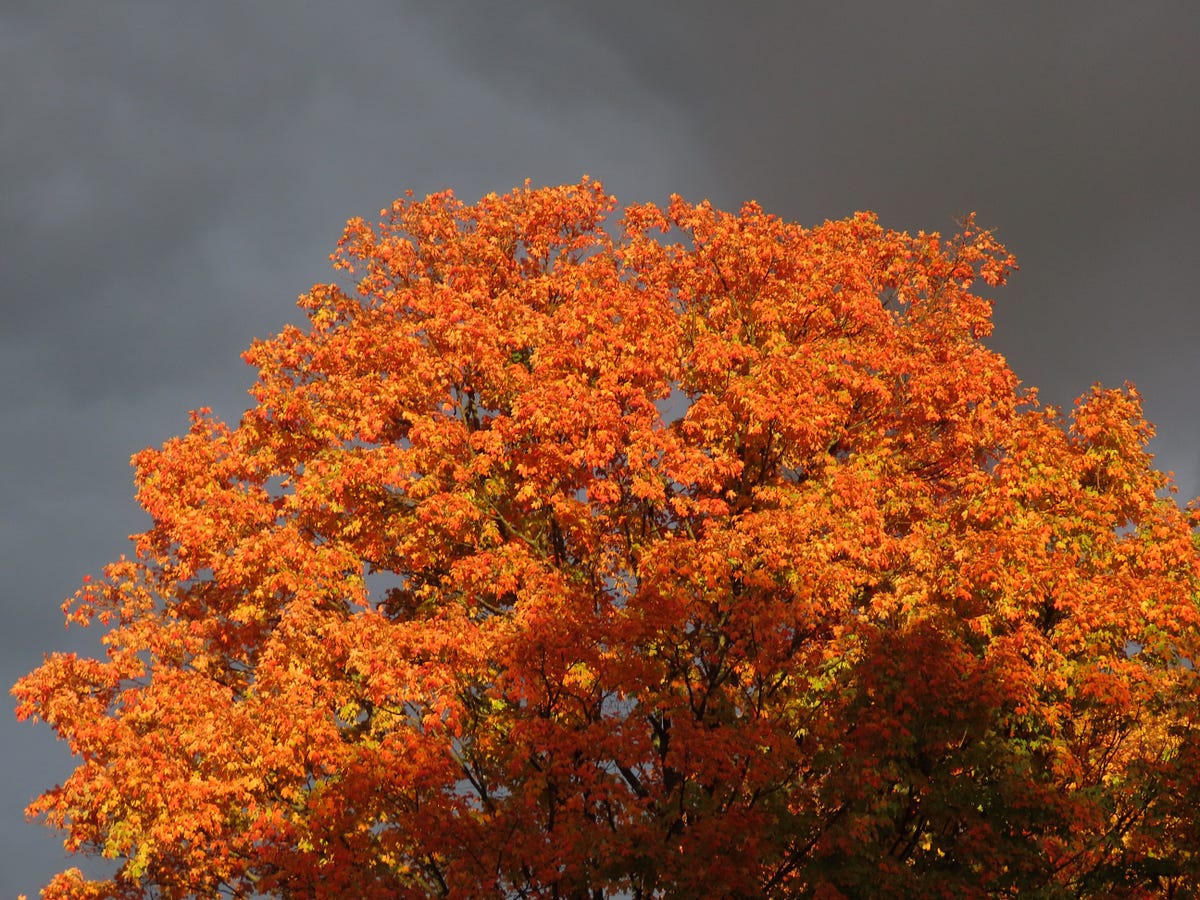 Autumn in the Cove. The View from Here 11–22–25 | by Dawn Ulmer | Ride ...