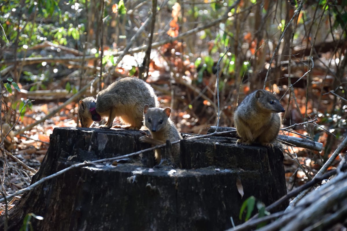 What Is a Bokiboky and What does It Eat? | by Wildlife Conservation ...