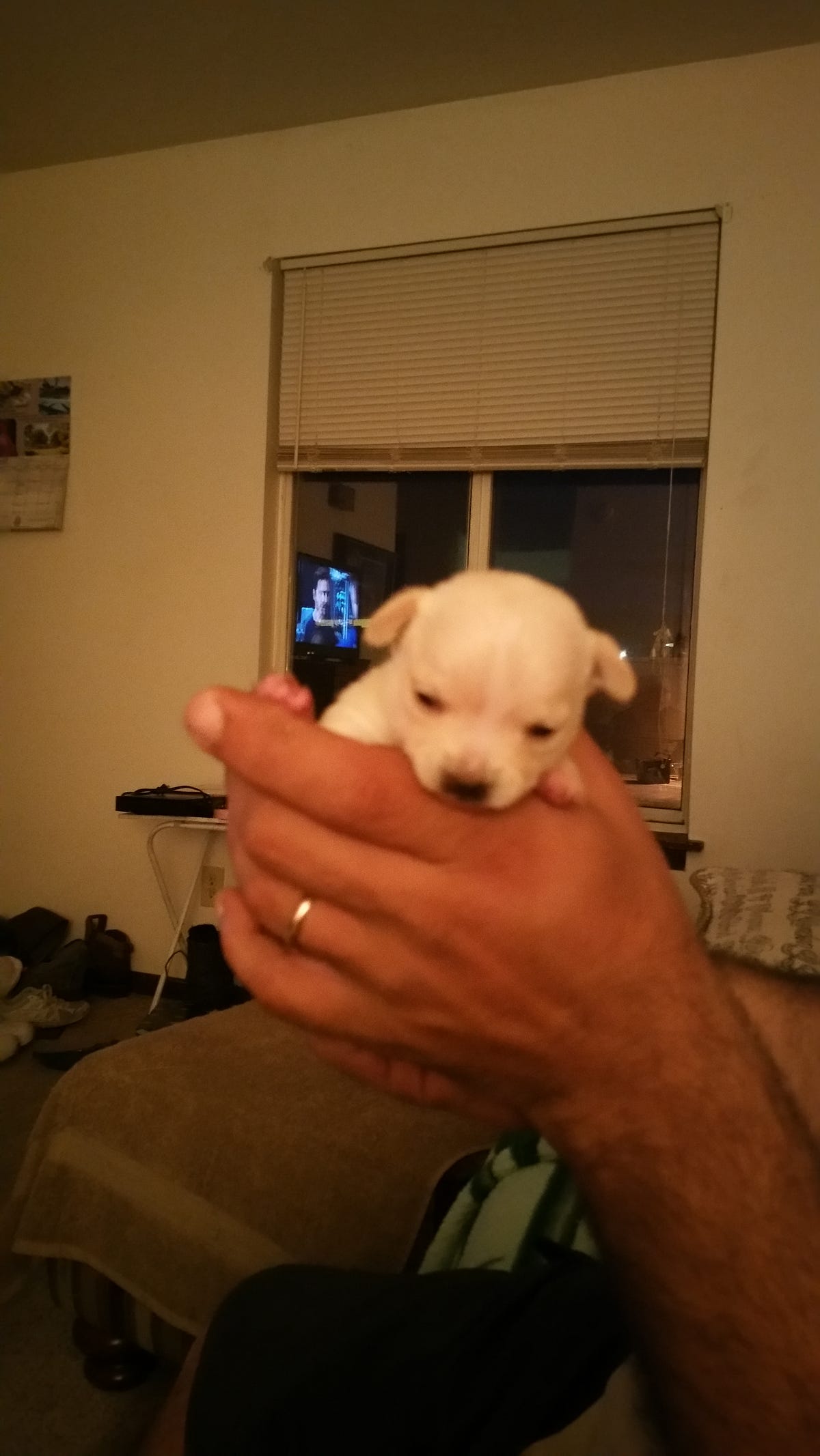 My baby Lucky.. This is Lucky’s story. Born a preemie… | by Tina ...