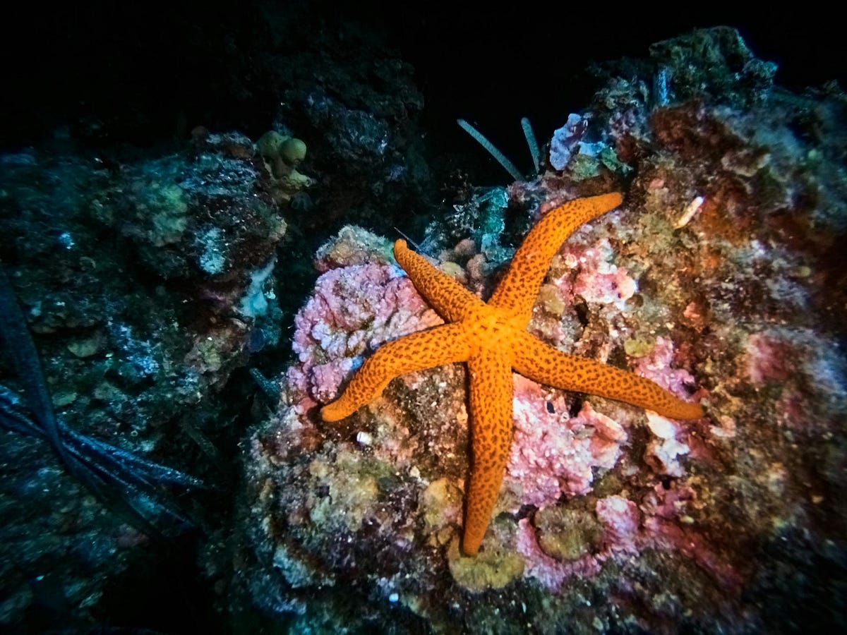 Starfish: Wonders of the Sea. Starfish, commonly referred to as sea ...