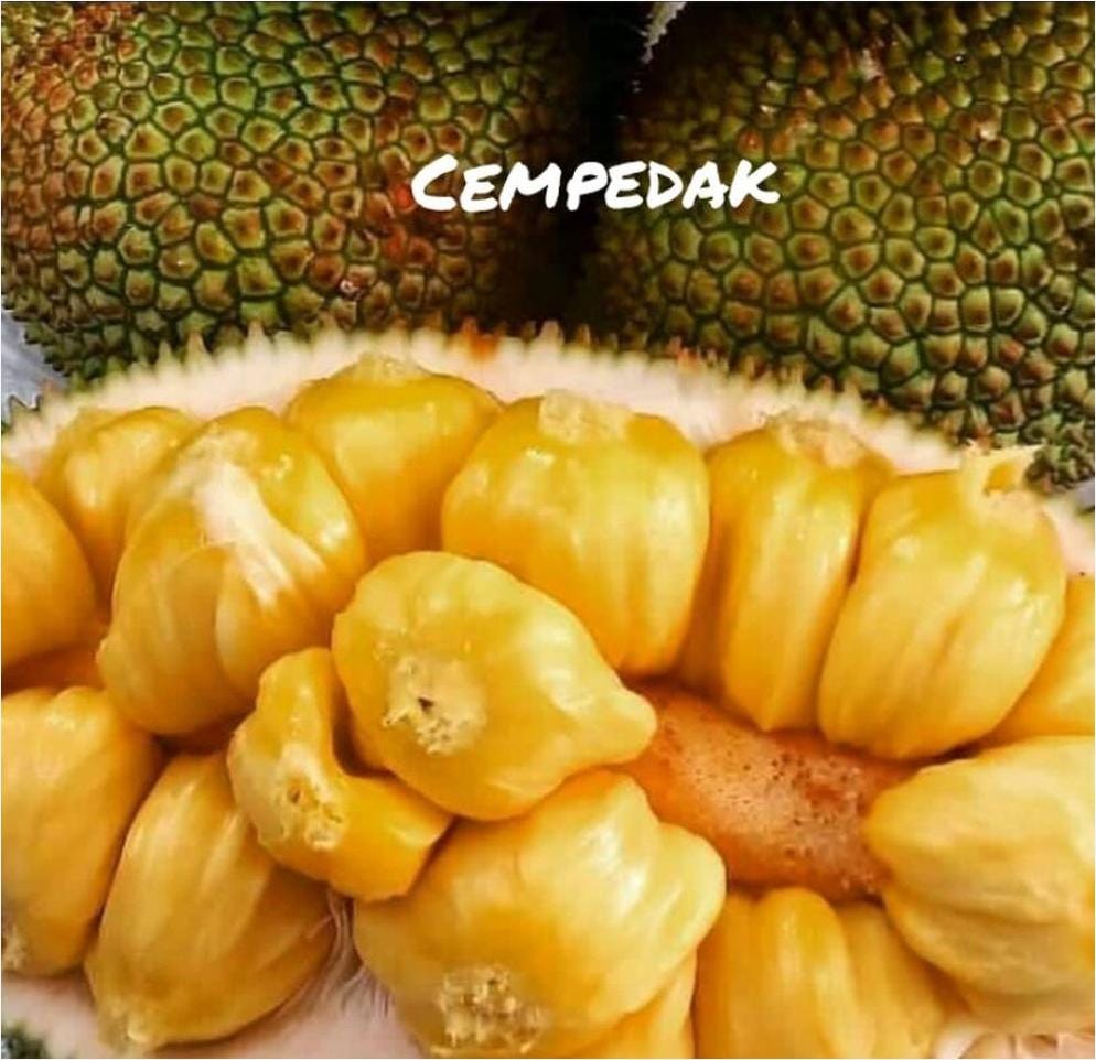 Bibit Cempedak Karawang | by Ezio Asoka | Medium