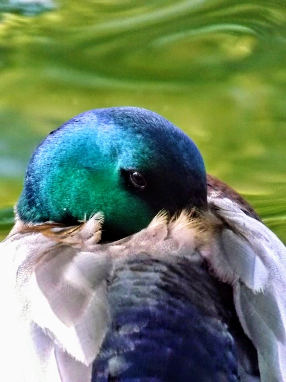 Duck Buddies. Photography | by Joanne Olivieri | Artique | Medium