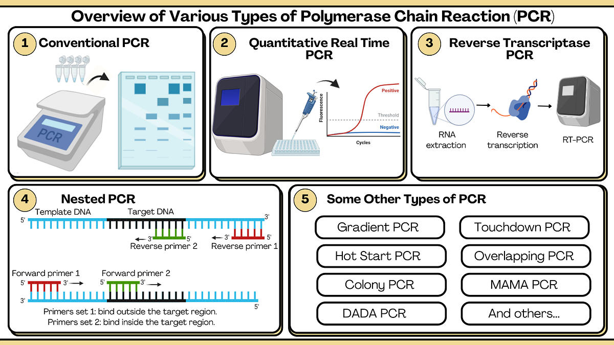 Overview of Types of PCR. In my previous blog, I explained what… | by ...