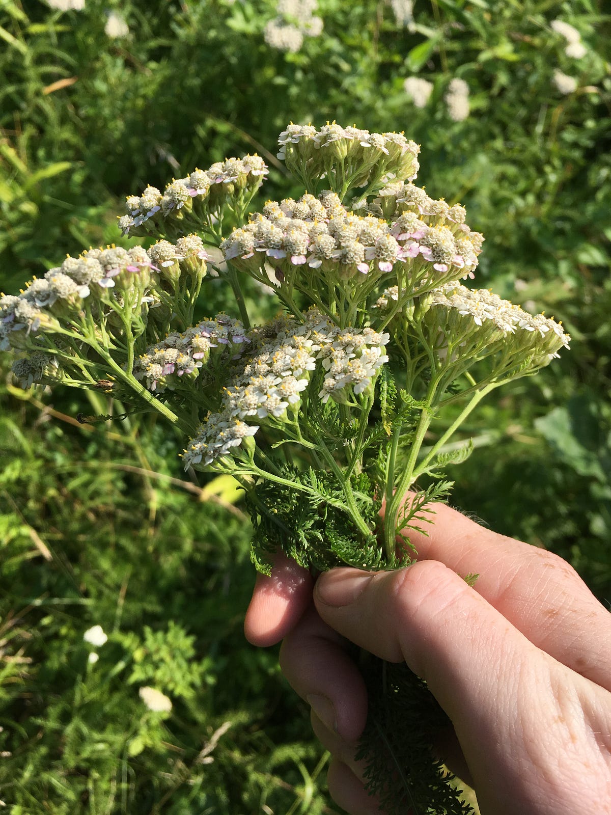 Why Herbs Don’t Work. Here’s why you aren’t feeling any… | by Alison ...