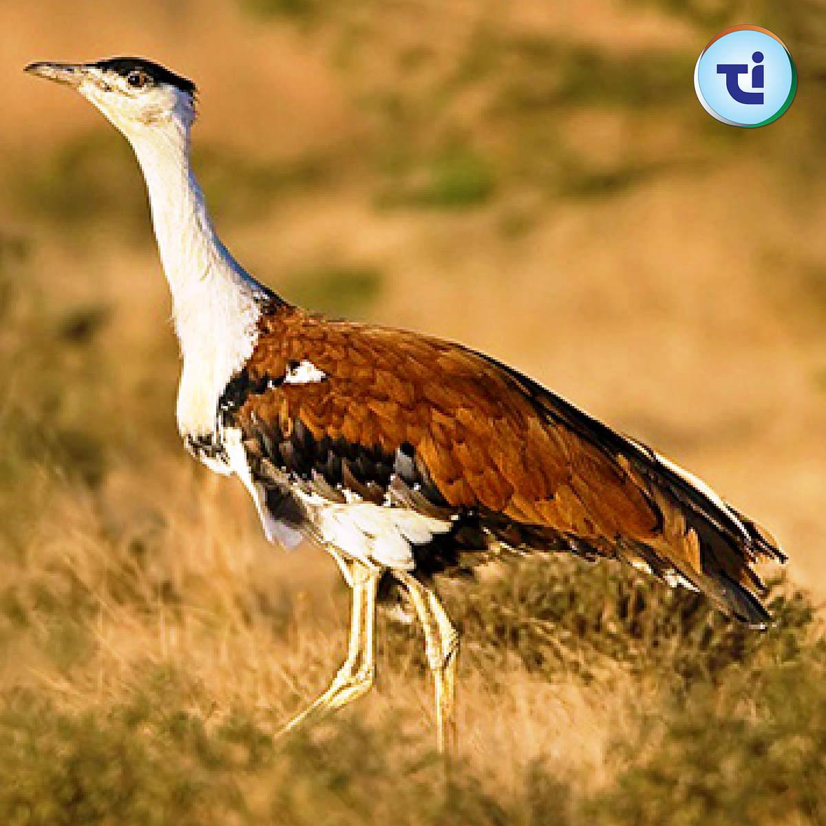 Great Indian Bustard. The Great Indian Bustard: India’s… | by The United Indian | Medium