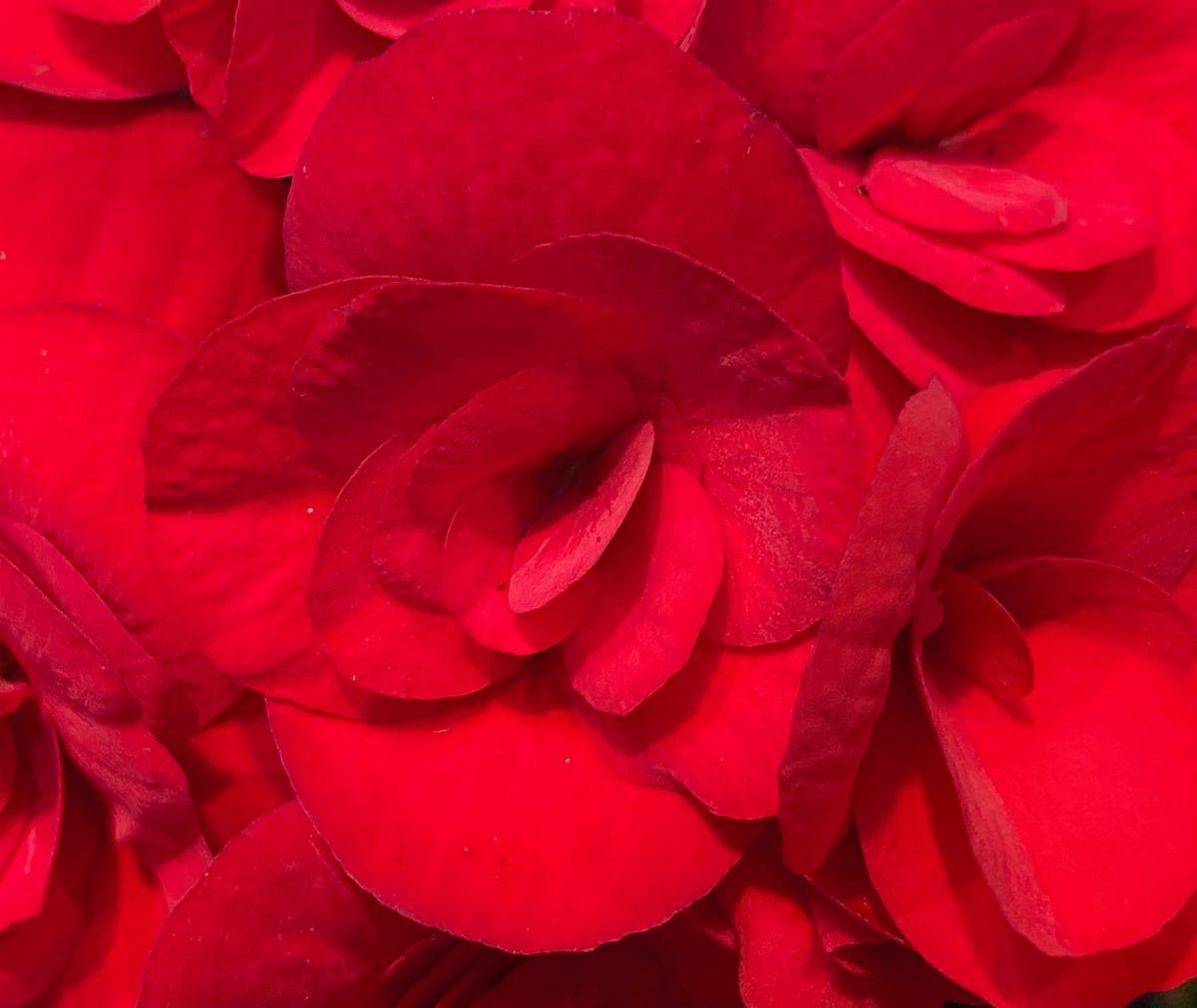 Red Petals - SNAPSHOTS - Medium