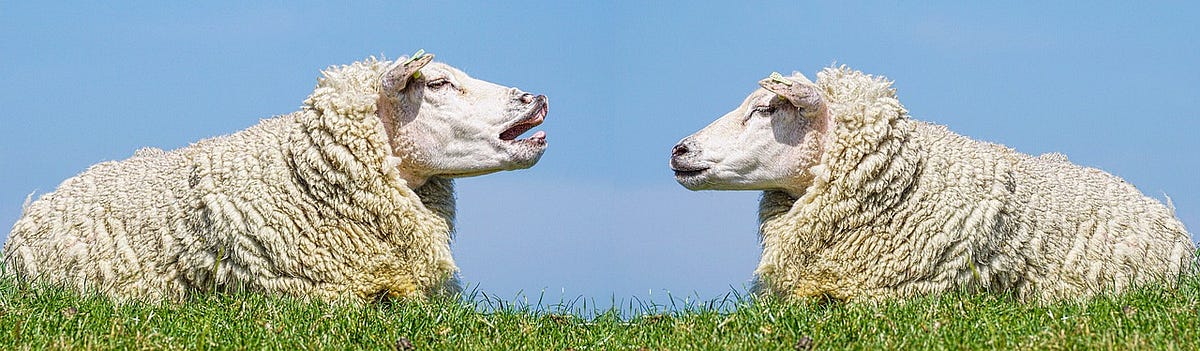 Warning: Could You Be A Cockwomble? | by Dakota Duncan | The Haven | Medium