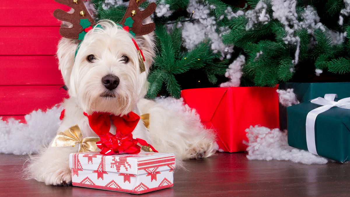 The Ultimate Holiday Gift Guide for Your Dog | by Nicole Goudey-Rigger ...