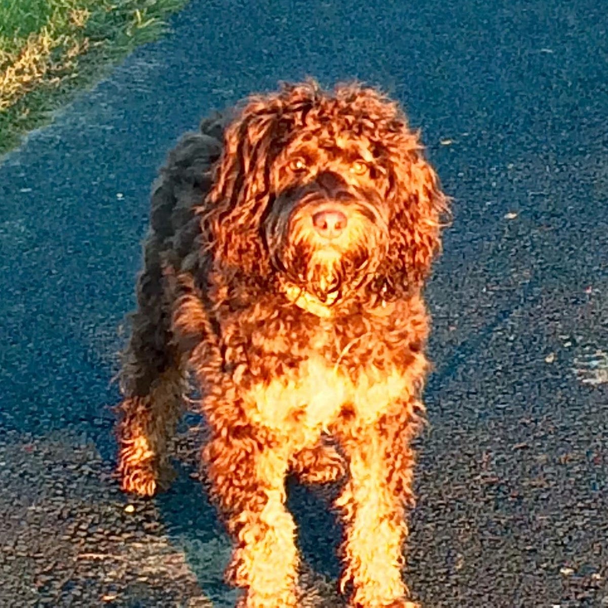 The Wrong Spladoosh. In Harry’s life there are two very… | by Simon ...