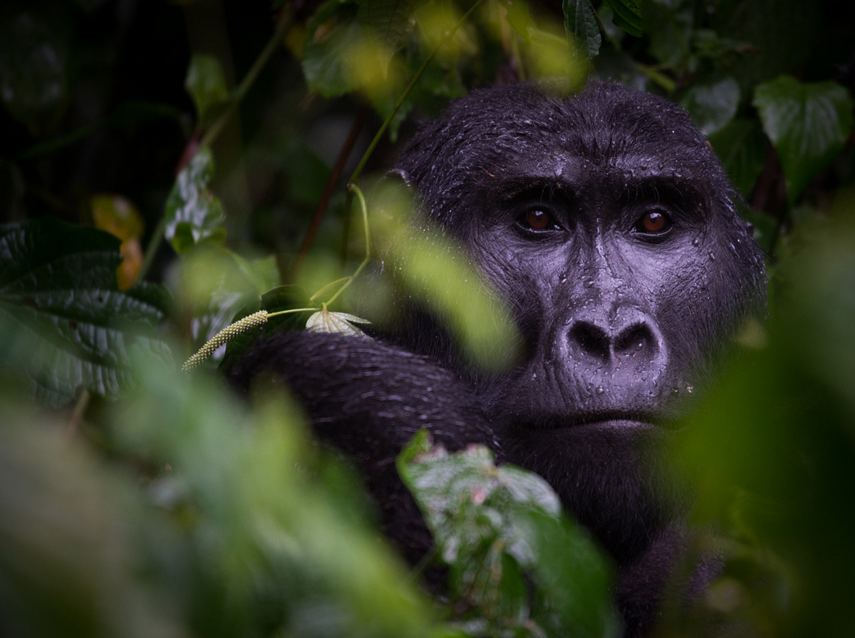 The Mixed Fortunes of Gorillas. By Dan Bucknell | by Tusk | Medium