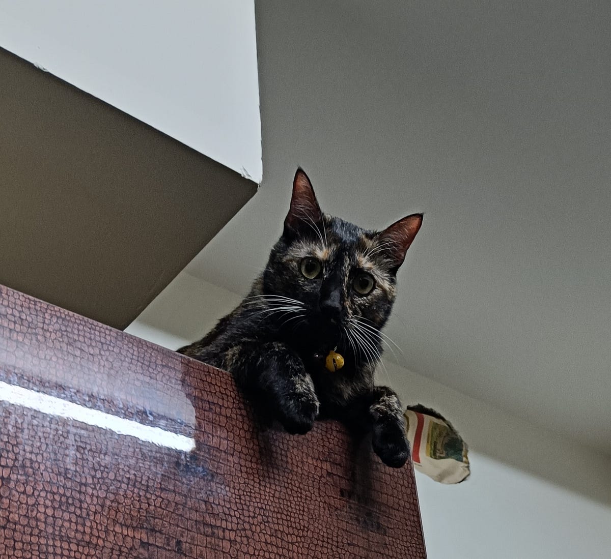 A Cat named Yoko. You are away from me But there is a… | by Shamita ...