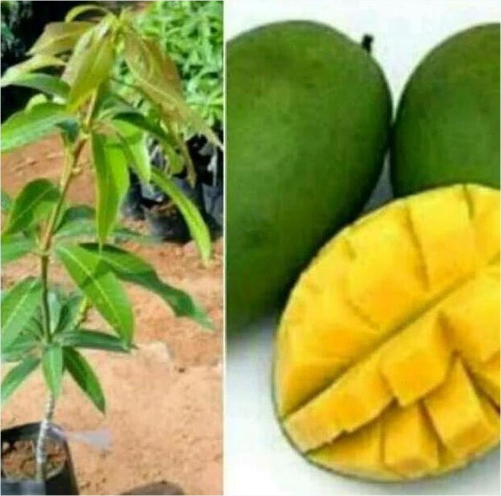 Bibit Mangga Indramayu Model Baru — Jual Pohon , Kota Sukabumi Terlaris ...