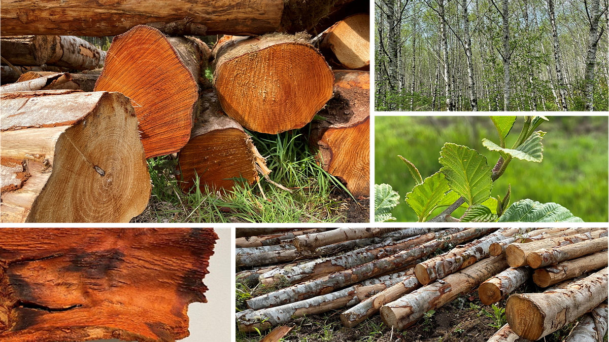 Uses of Red Alder by Native Americans: Medicinal & Cultural | by Doug ...