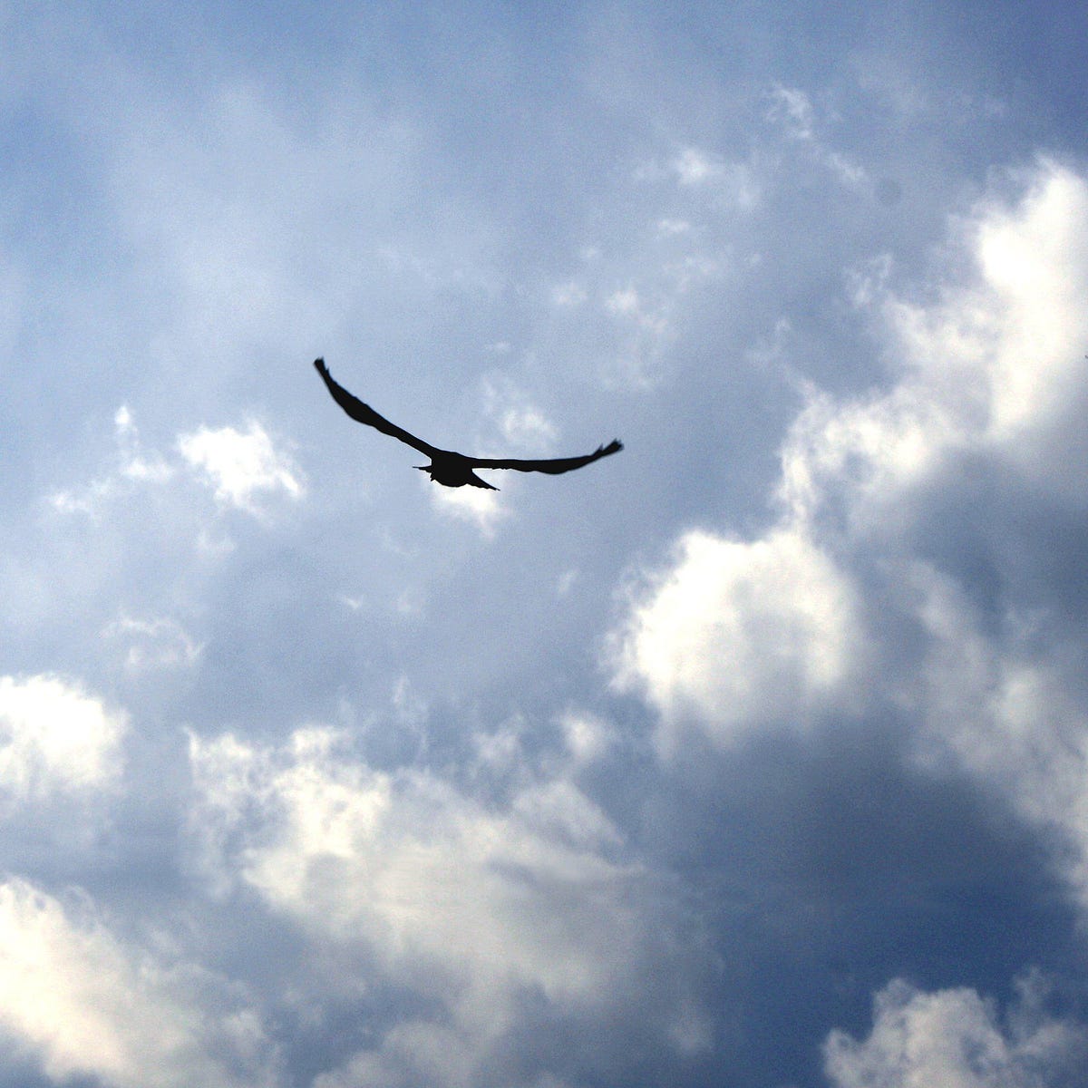 Poetry, Flying High, Life, Lone Kite, Journey, Flying, Poetry on Medium ...