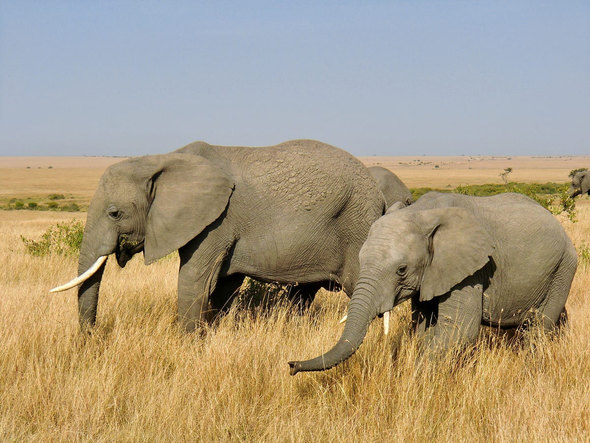 Arusha, Tanzania. We are now into our third day in… | by Gail Koff | Medium