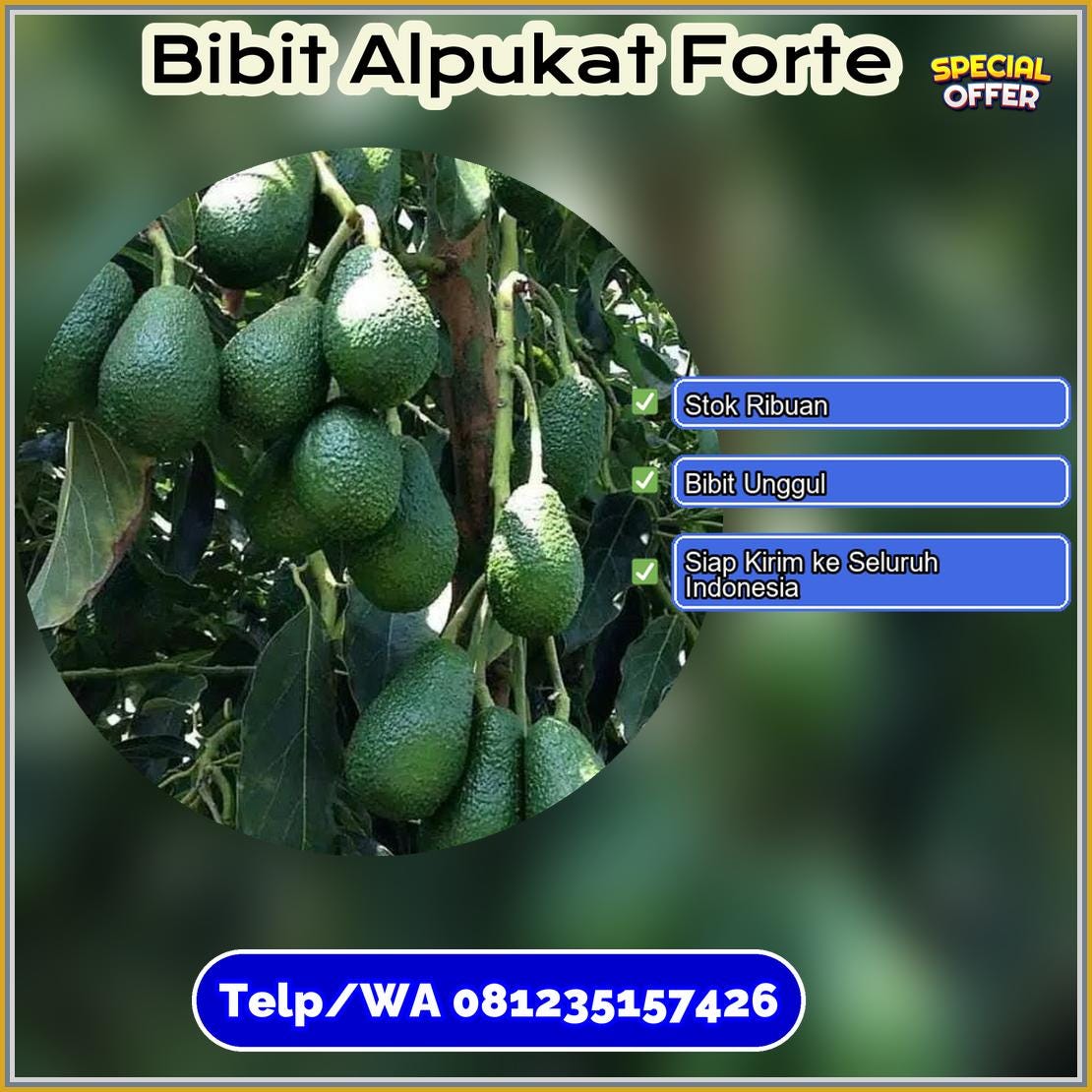 Harga Bibit Alpukat Forte Kota Tangerang | by yuni kamboja | Jul, 2023 ...