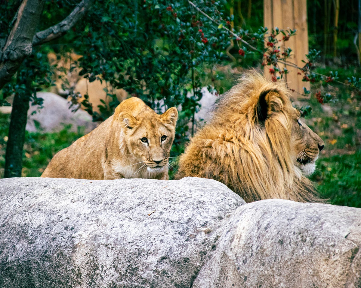 Are You Chasing Mice or Hunting Antelope? | by Hetal Sonpal | Write A ...