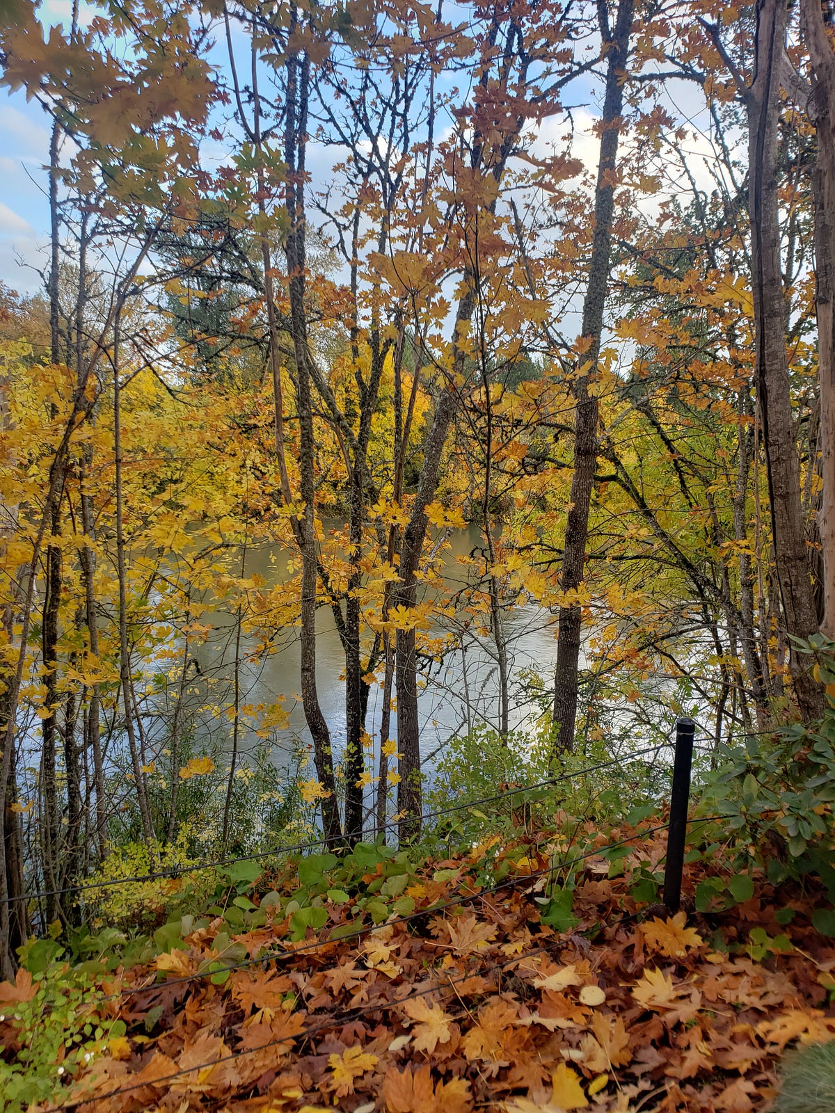 The Autumn Leaf🍂. As I watched the leaf fall from the… | by Sapna Goel ...