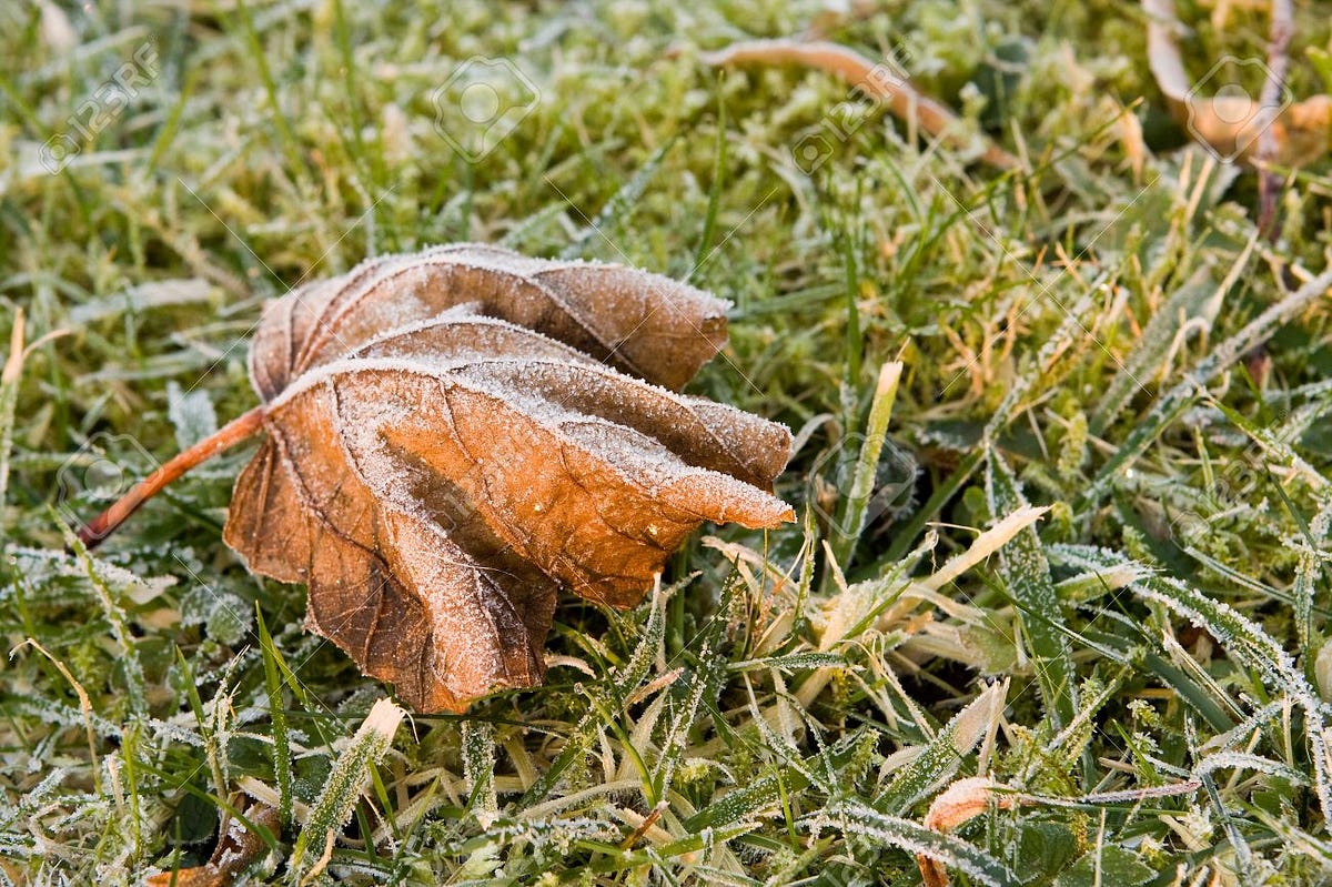 Susan Fairy. A cold wind burned her cheeks. She… | by Laura Probst ...