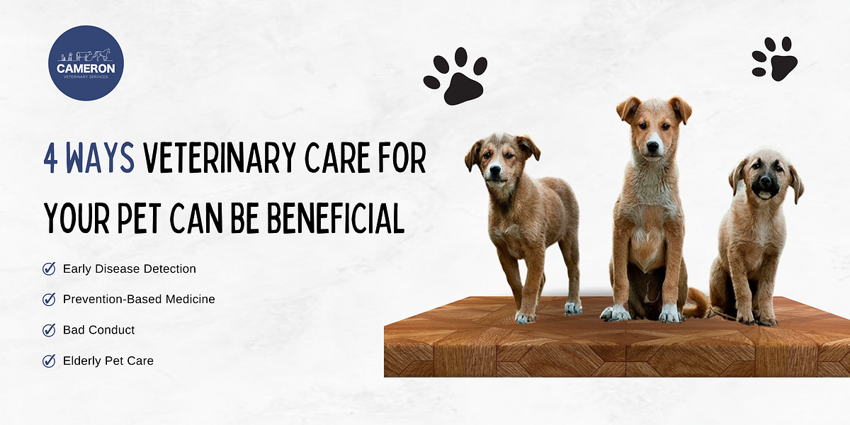 Four Ways Veterinary Care for Your Pet Can Be Beneficial | by Cameron Veterinary Services | Medium