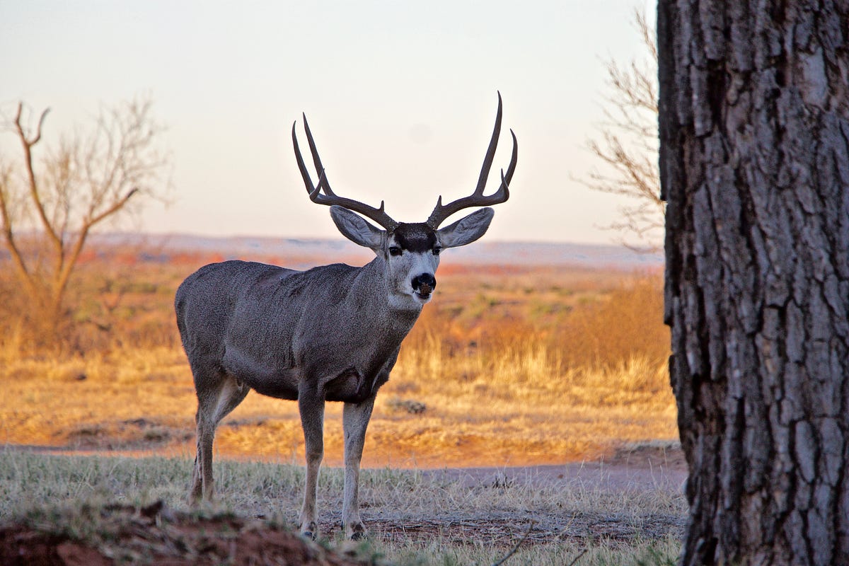 The house buck. Wildlife biologist and outdoor writer… | by Hornady ...