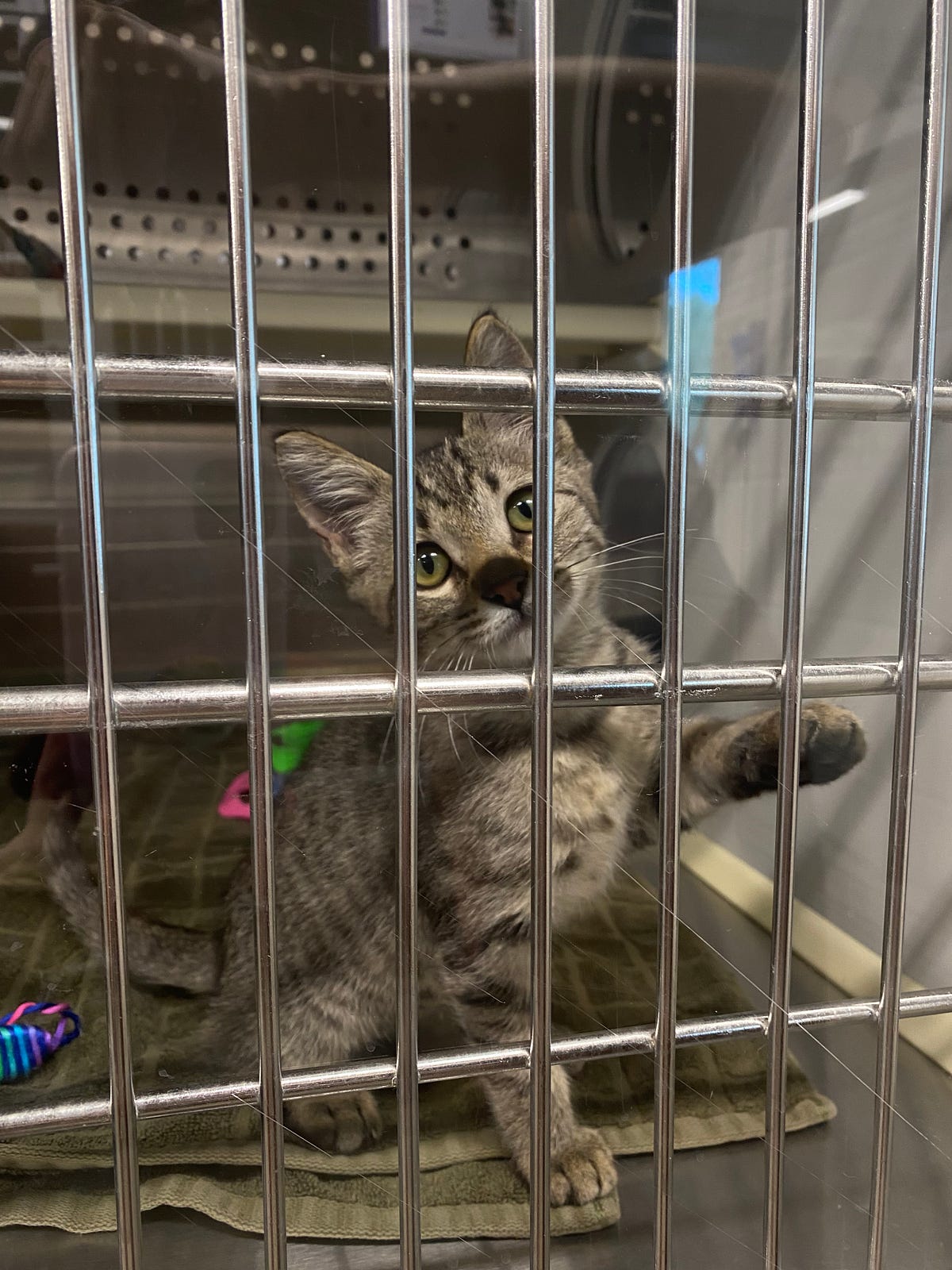 The Secrets of Saving Lives: The Humane Society of Southern Arizona's ...