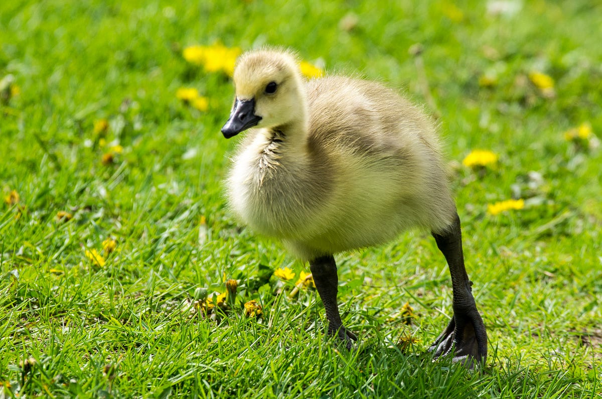The Irresistible Gosling. Monthly Challenge — Baby Wild Animals | by ...